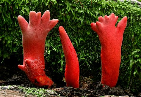 Podostroma Cornu Damae Alchetron The Free Social Encyclopedia