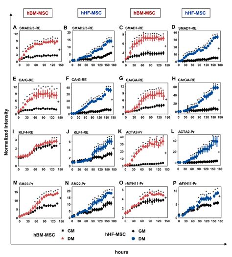 Dynamic Response Of Pr RE In MSCs During Myogenic Differentiation A