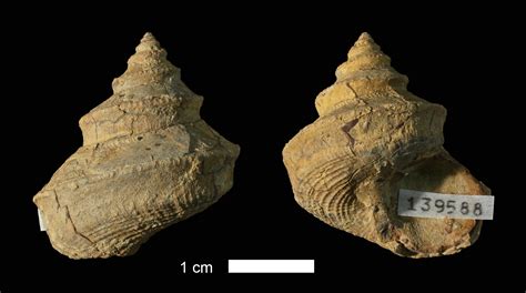 Pennsylvanian Atlas Of Ancient Life American Midcontinent Worthenia Tabulata Pennsylvanian Atlas Of Ancient Life American Midcontinent Worthenia Tabulata