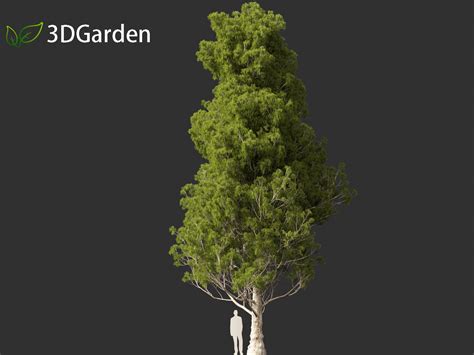 Cupressus Sempervirens Italian Cypress 3d Model 3dgardenplants