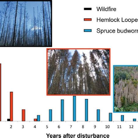 Temporal Patterns Of Tree Mortality For Three Different Natural Download Scientific Diagram