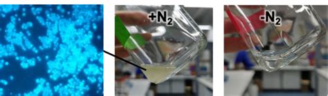 The Cultures Of Microbes [image] Eurekalert Science News Releases