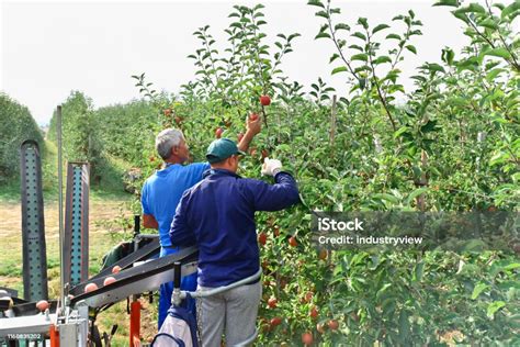농장에서 신선한 사과를 수확 노동자 과일 나무와 사과의 상자 농업에 대한 스톡 사진 및 기타 이미지 농업 건강한 생활방식 건강한 식생활 Istock
