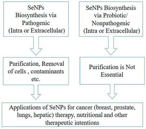 Antioxidants Free Full Text Biogenic Selenium Nanoparticles And Their Anticancer Effects