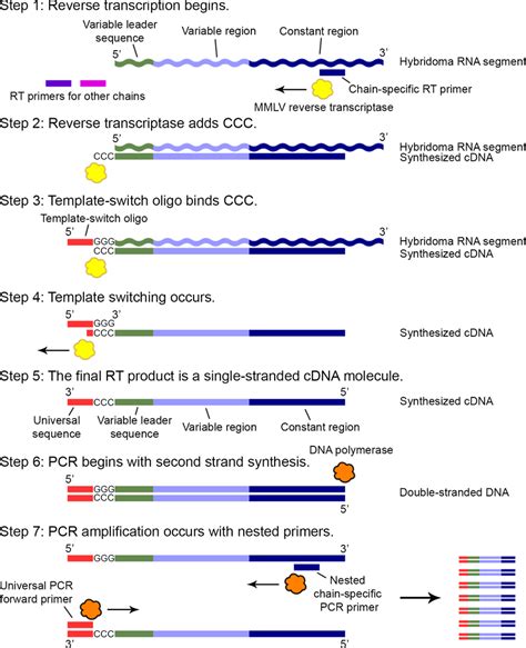 Schematic For Cdna Synthesis By Template Switching Step 1 Primer