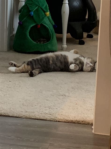 Catnip Overdose R Cats