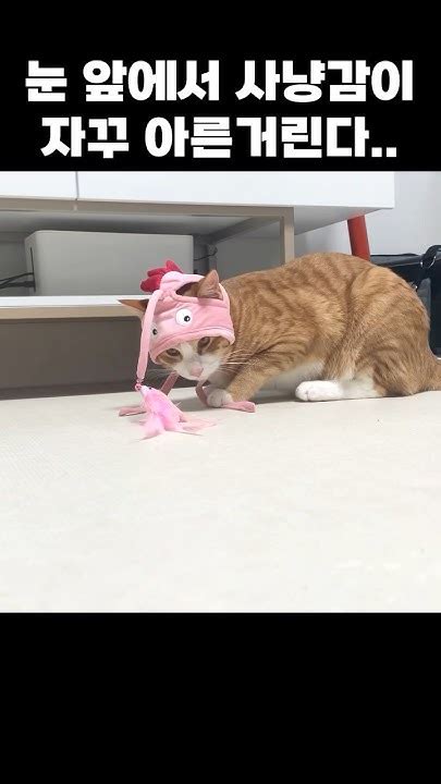 고양이 눈 앞에서 사냥감이 계속 아른거린다ㅋㅋㅋ Youtube