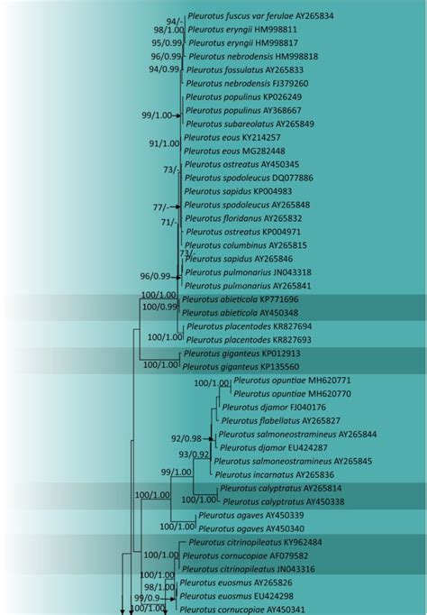 Pleurotus Faces Of Fungi
