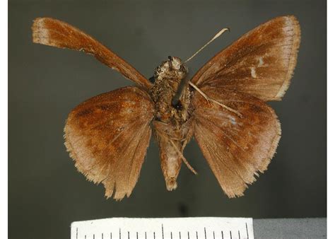 Cynea Cannae Type Specimens
