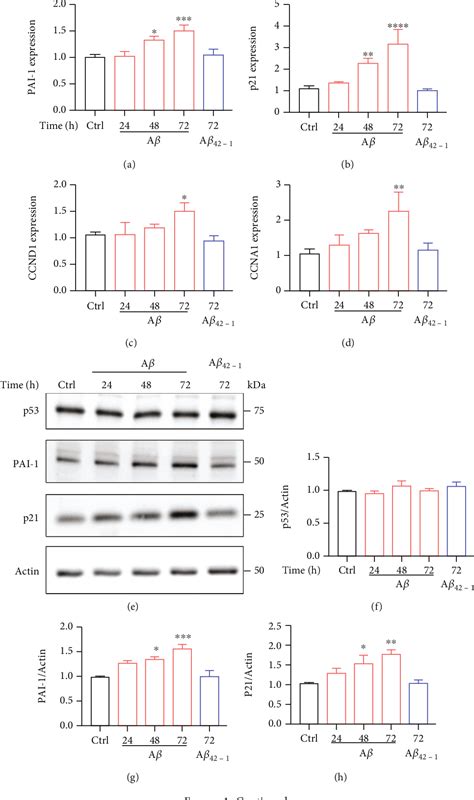 Figure 1 From Alzheimers Amyloid β Accelerates Cell Senescence And