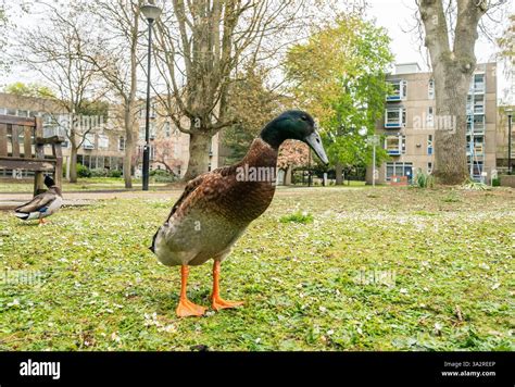 File Photo Dated 030521 Of York University Campus Duck Named Long Boi