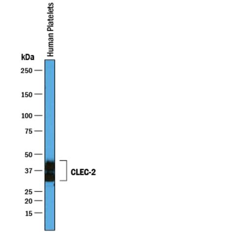 Clec 2clec1b Goat Anti Human Mouse Rat Polyclonal Randd Systems
