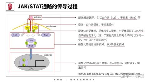 1条就是1篇sci！带你研究12条信号通路，nf κb、mapk、akt、pi3k 知乎