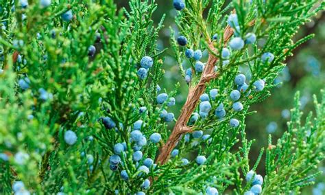 Blue Arrow Juniper Vs Skyrocket Juniper A Z Animals