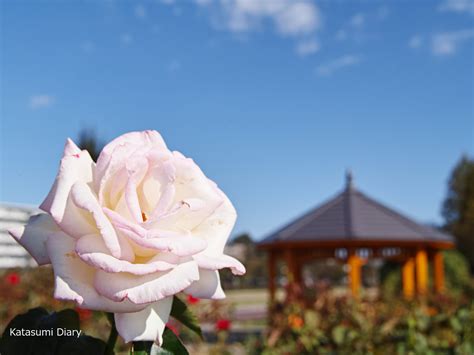 【花だより】2021年10月11日現在 秋バラの開花状況 秦野カルチャーパークのバラ園 アクセスと駐車場 神奈川県秦野市 カタスミ日記