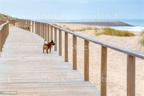 바다 전망과 개가있는 모래 언덕 위에있는 나무 길 아베이로 포르투갈코스타 노바 해변의 나무 인도교 개에 대한 스톡 사진 및 기타