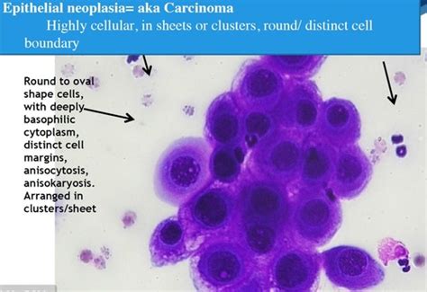 Clin Path Cytology Flashcards Quizlet Clin Path Cytology Flashcards Quizlet