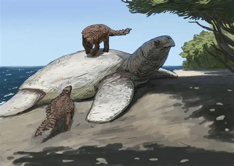 18 Extinct Turtles That Once Ruled The Earth And The Ocean The
