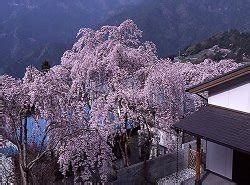 川井峠しだれ桜