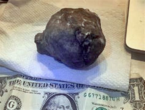 Fossilized Seed Pod Fossil ID The Fossil Forum