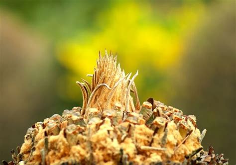 ソテツの生命力 By ワニ （id：11671017） 写真共有サイト Photohito