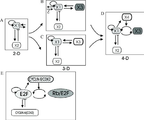 Systematic Expansion Of The Cell Cycle Model From A Two Variable System Download Scientific