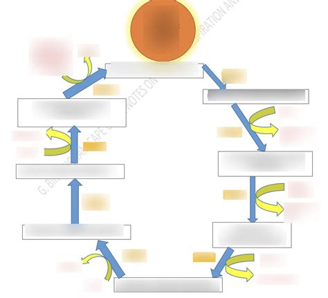 Krebs Cycle Diagram Quizlet