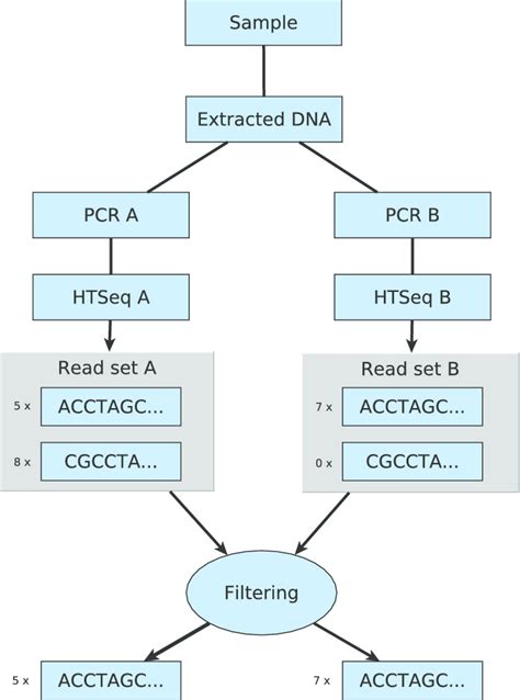 Schematic Representation Of The Split Sample Approach Extracted DNA Download Scientific