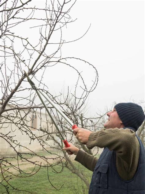 Apple Tree Pruning Made Easy A Beginners Guide