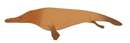 Georgiacetus Wiki Dino Fandom