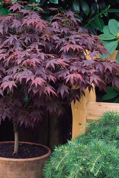 Buy Pixie Red Japanese Maple Free Shipping Wilson Bros