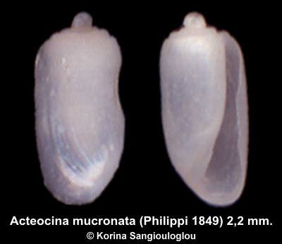 Auction 3 7 April 2011 Miscellaneous Gastropods And Bivalves