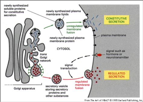 Secretory Pathways Flashcards Quizlet