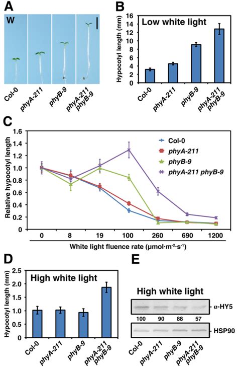 Phya And Phyb Synergistically Promote De Etiolation Under White W