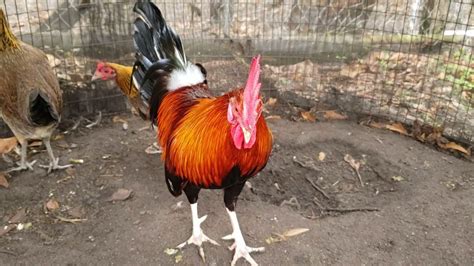 Qaib Dib 12 12 2019 Youtube