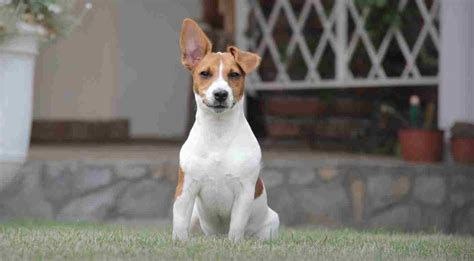 Perro Jack Russell Terrier Parson Jack Russell Terrier Datos
