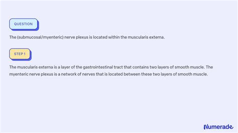 Solved The Submucosal Myenteric Nerve Plexus Is Located Within The