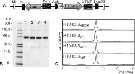 A Schematic Representation Of The Tobacco Mosaic Virus Based Magnicon Download Scientific
