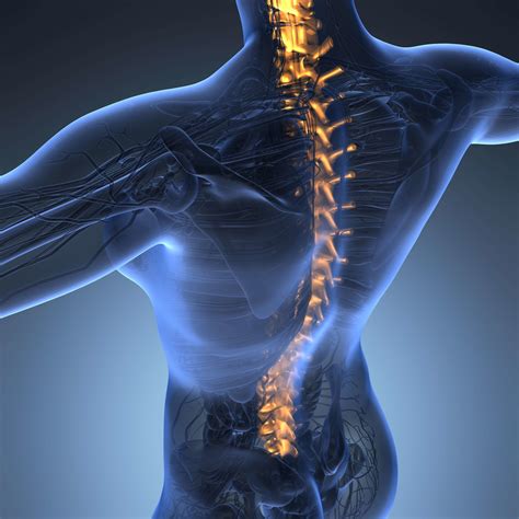 List Pictures Picture Of A Human Spine Latest