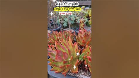 이런 멋진 군생도 있네요 판도라 금 군생 대성다육 나훈아 기장갈매기 다육이 Succulent Youtube