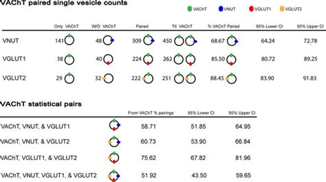 Single Synaptic Vesicle Observations Of Vesicular Transporters Vnut