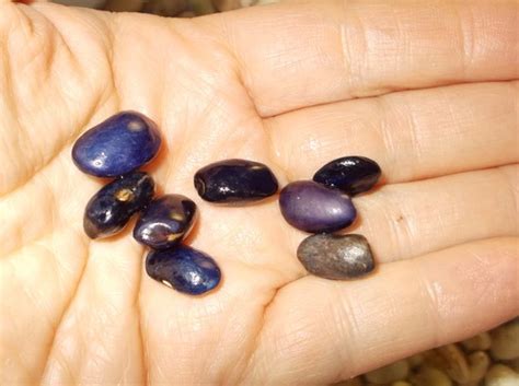 Whats For Dinner V 11 15 Shelly Beans A Tutorial For Northern Foodies