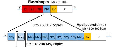 5 Plasminogen And Apolipoprotein A The Five Plasminogen Kringle Download Scientific Diagram