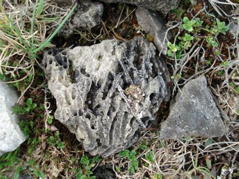 Coral Cast In Chert Uk Fossil Collecting