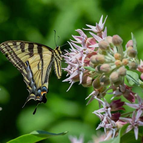Showy Milkweed Plant Sets