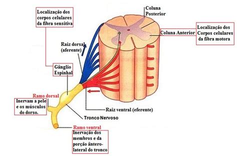 Raízes Nervosas Neurologie Anatomie