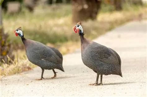 6 Tipes Tarentale Kleure En Spesies Met Prente Nuttige Wenke