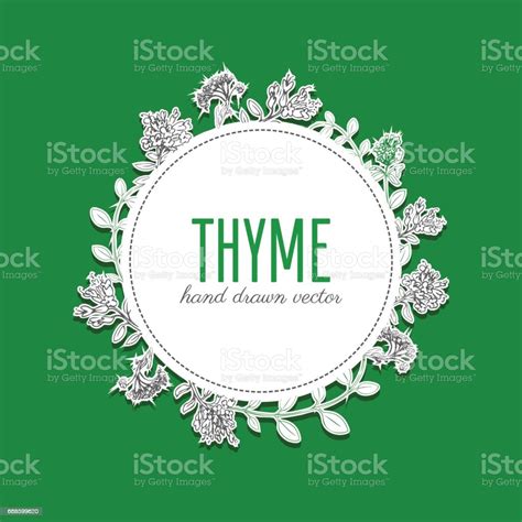 손으로 그린 백 리 향 분기 잎 낙서 스케치 흰색 절연 벡터 프레임 화 환 치유 약초 식물 그림 카드 초대장 포장 라벨 화장품 주방 차에 대 한 건강관리와 의술에 대한 스톡