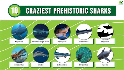 The 10 Craziest Prehistoric Sharks A Z Animals