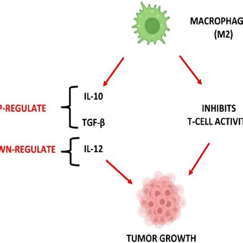 Role Of Tumor Associated Macrophages Upregulation Of M2 Macrophages